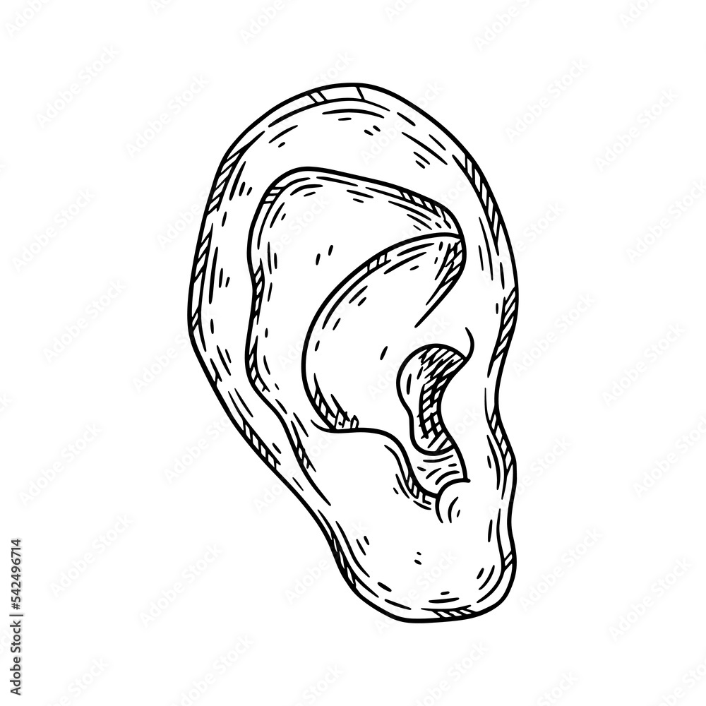 Human ear hand drawn sketch. Vector isolated illustration. Stock Vector ...