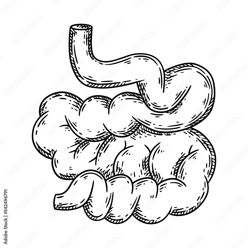 Human small intestine hand drawn sketch. Vector isolated illustration ...