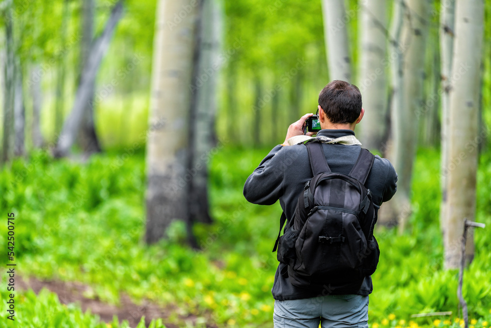 Snodgrass trail with lush aspen grove forest trees with back of man ...