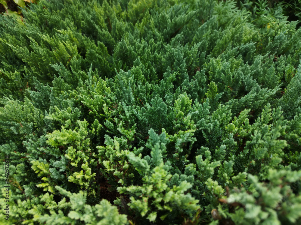 creeping cedar Juniperus horizontalis a low-growing shrubby juniper ...
