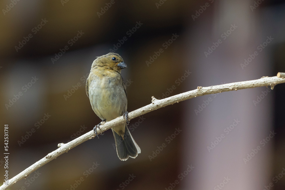 Female of Yellow-bellied Seedeater also know as Coleiro or Semillero ...