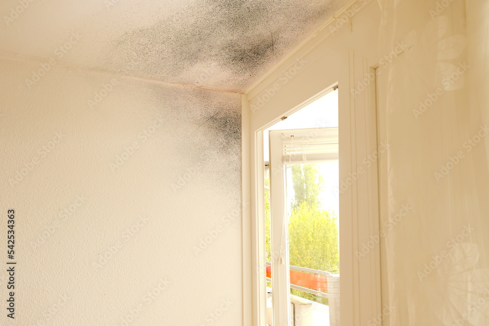 corner of room, dilapidated walls and wet ceiling, gray mold on plaster ...