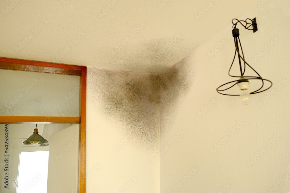 corner of room, dilapidated walls and wet ceiling, gray mold on plaster ...