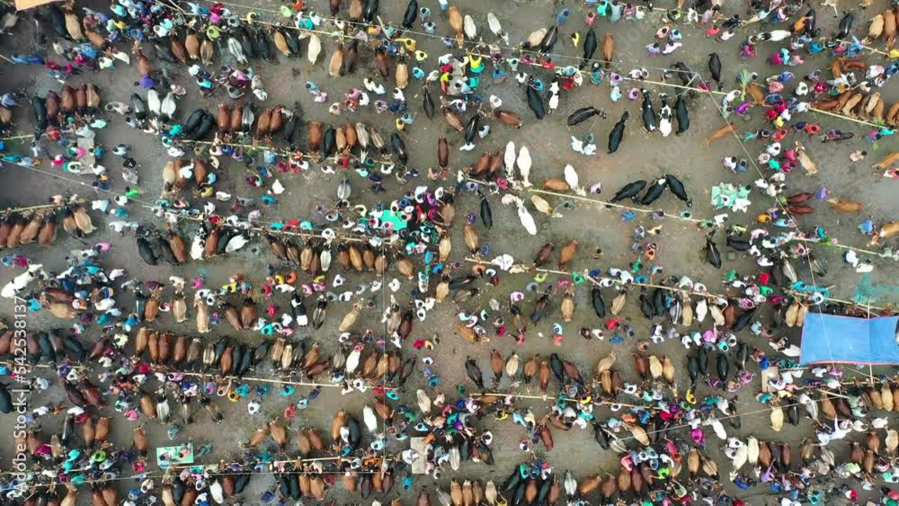Thousands of cows are lined up to be sold at a bustling cattle market ...