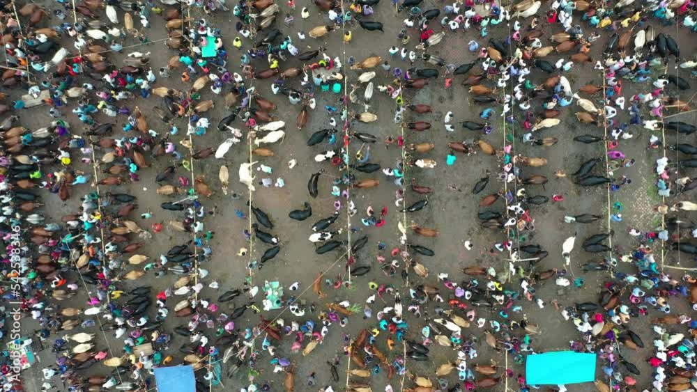 Thousands of cows are lined up to be sold at a bustling cattle market ...