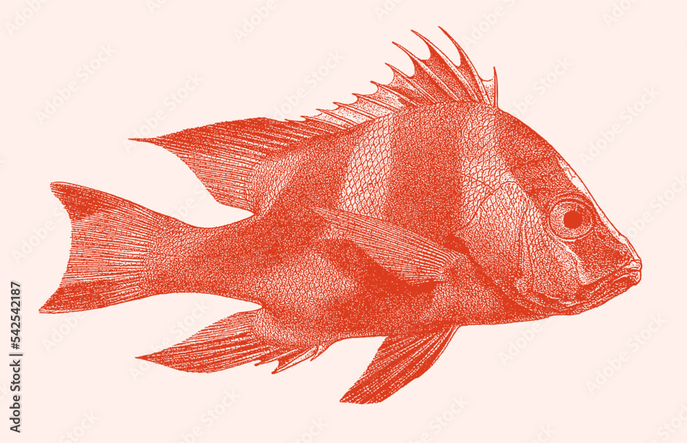 Emperor red snapper lutjanus sebae, tropical marine fish in side view ...