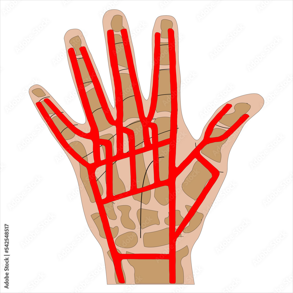 Anatomía humana Anatomía Radiografía de las arterias de la mano derecha ...