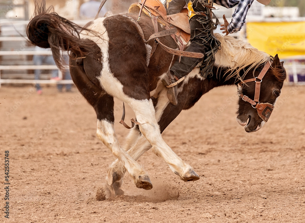 Saddle Bronc Riding At An Australian Country Rodeo Stock Photo | Adobe ...