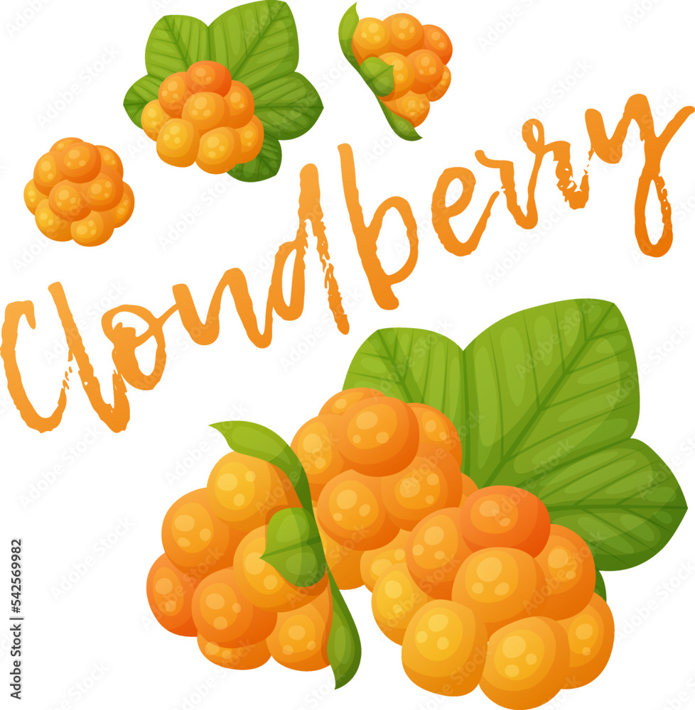 Cloudberry vector icon isolated on white background, cartoon forest ...