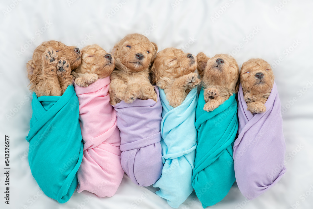 Cozy tiny newborn toy poodle puppies wrapped like a babies sleep on a ...
