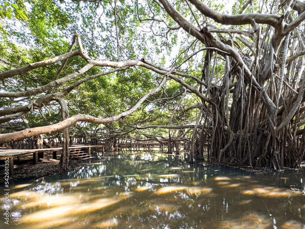 Bicentennial Banyan Tree in a tropical swamp of Thailand Stock Photo ...
