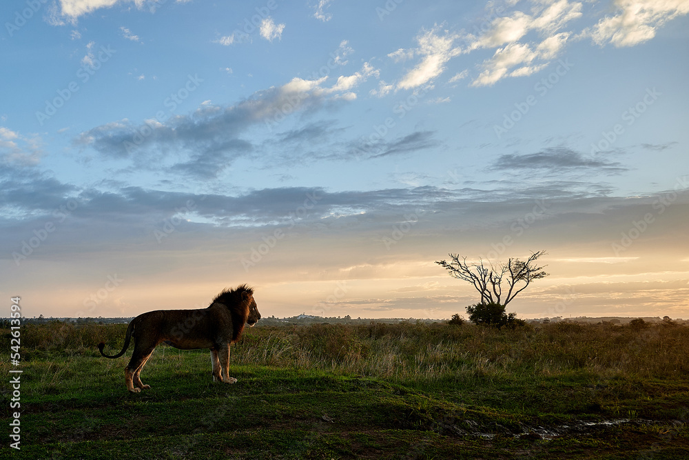 lion and sunset, lion and the sunset, lion standing sight the sunset ...