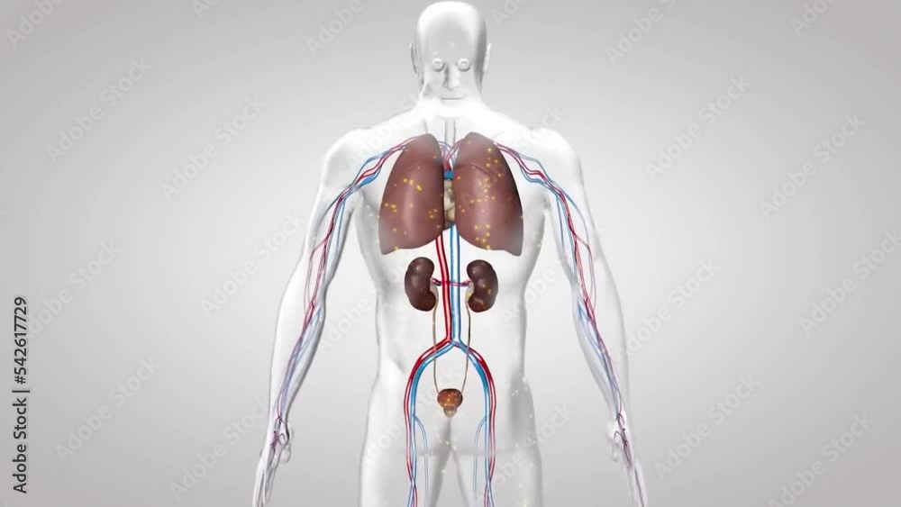 Animation of brain and human body model rotating over black background ...