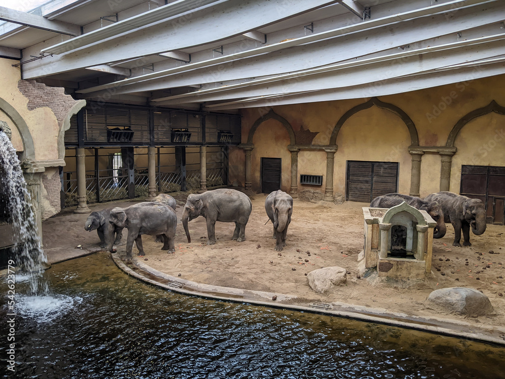 Asian elephants in large indoor building. Elephant sanctuary and zoo ...