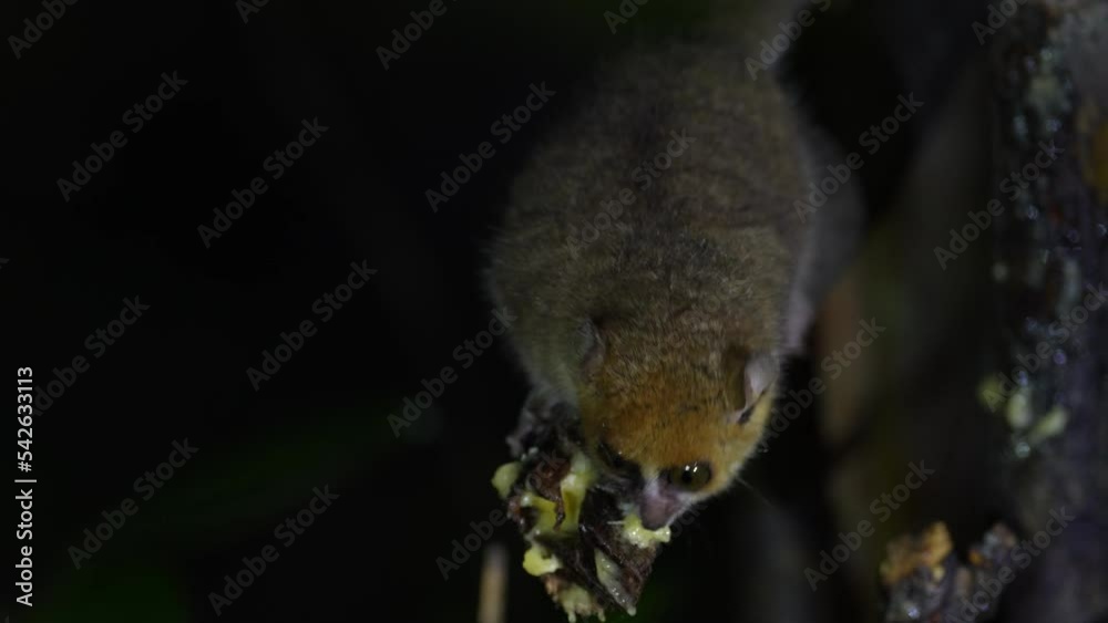 Rufous Mouse Lemur, Microcebus rufus, small monkey in Ranomafana NP ...