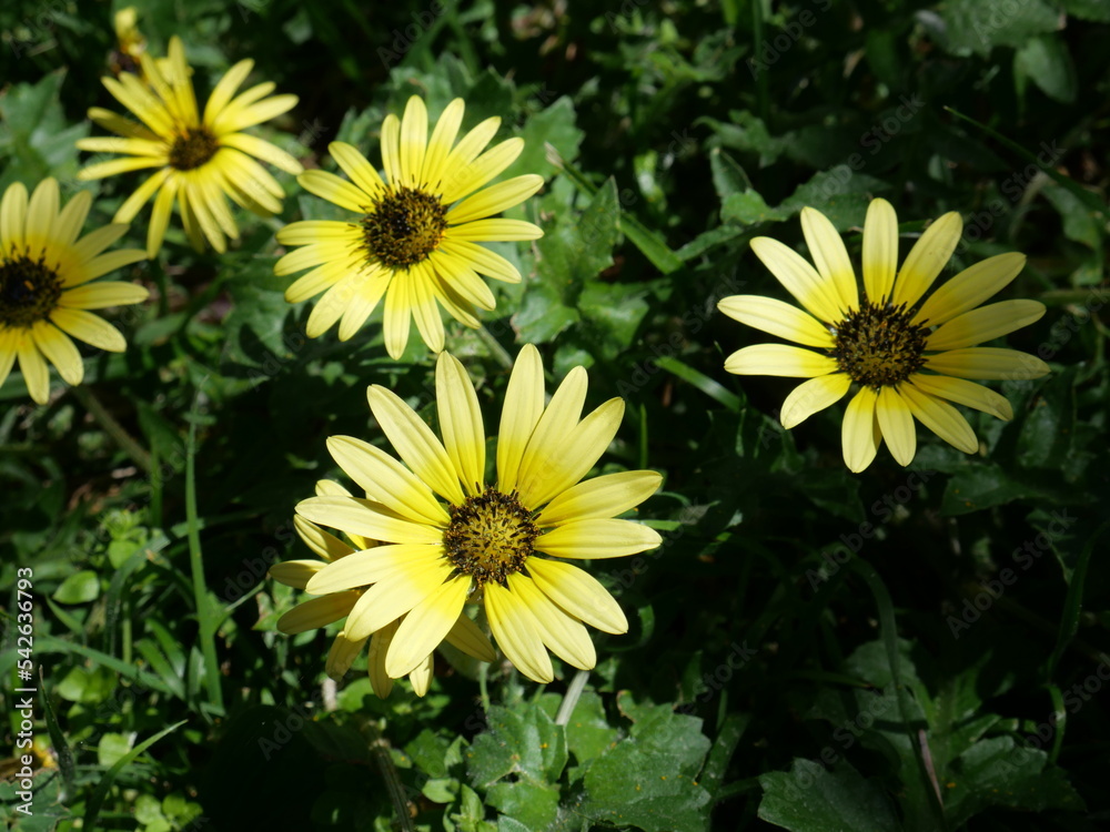 Arctotheca calendula is a plant in the sunflower family commonly known ...