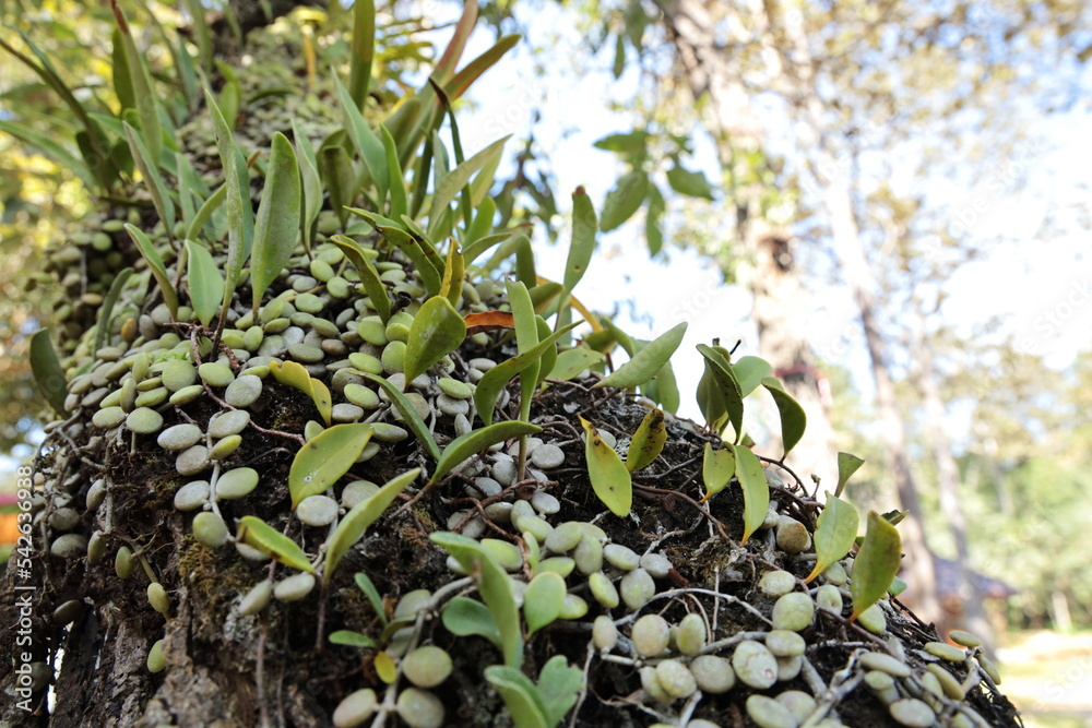 Parasitic plants on trees in the forest. Epiphyte or parasitic plant on ...