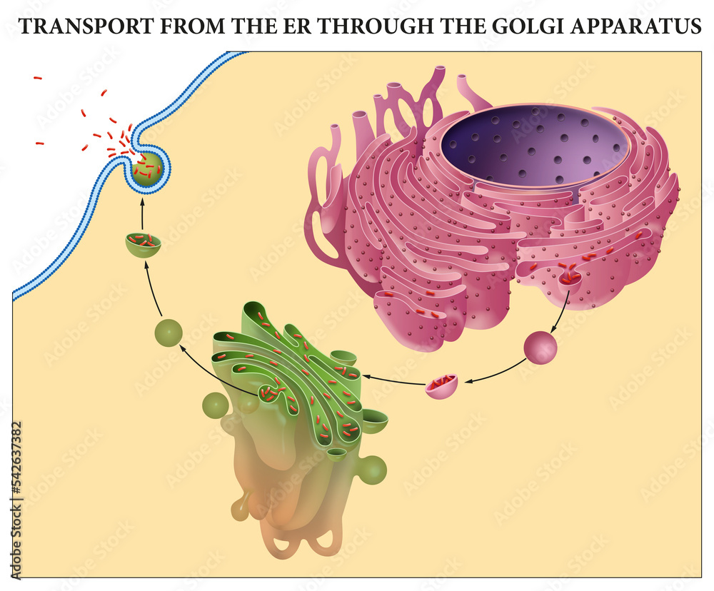 Transport from the ER through the Golgi Apparatus Stock Illustration ...