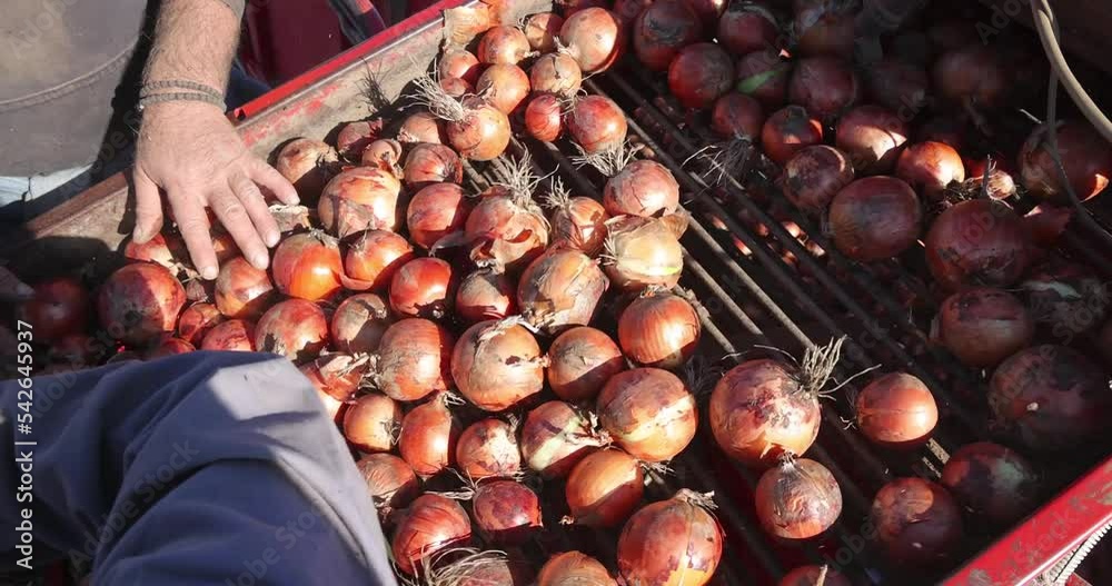 Harvesting onion on field. Close up of workers sorting and cleaning ...