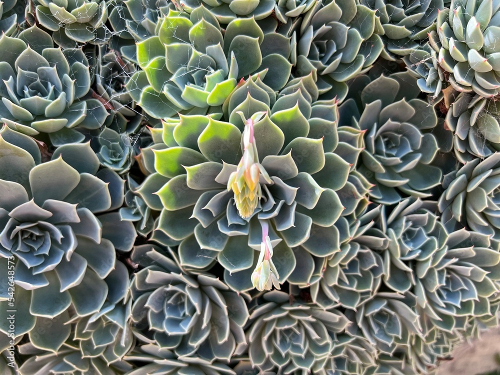Echeveria elegans, the Mexican snow ball, Mexican gem or white Mexican ...