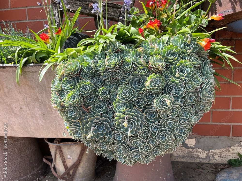 Echeveria elegans, the Mexican snow ball, Mexican gem or white Mexican ...