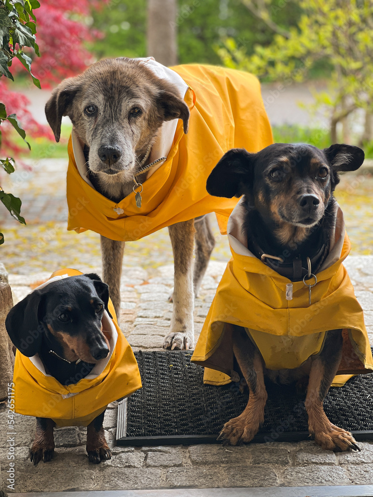 A dachshund is standing in front of the door with two other dogs from ...
