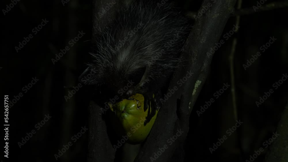 Aye-aye, Daubentonia madagascariensis, night animala from Akanin’ ny ...