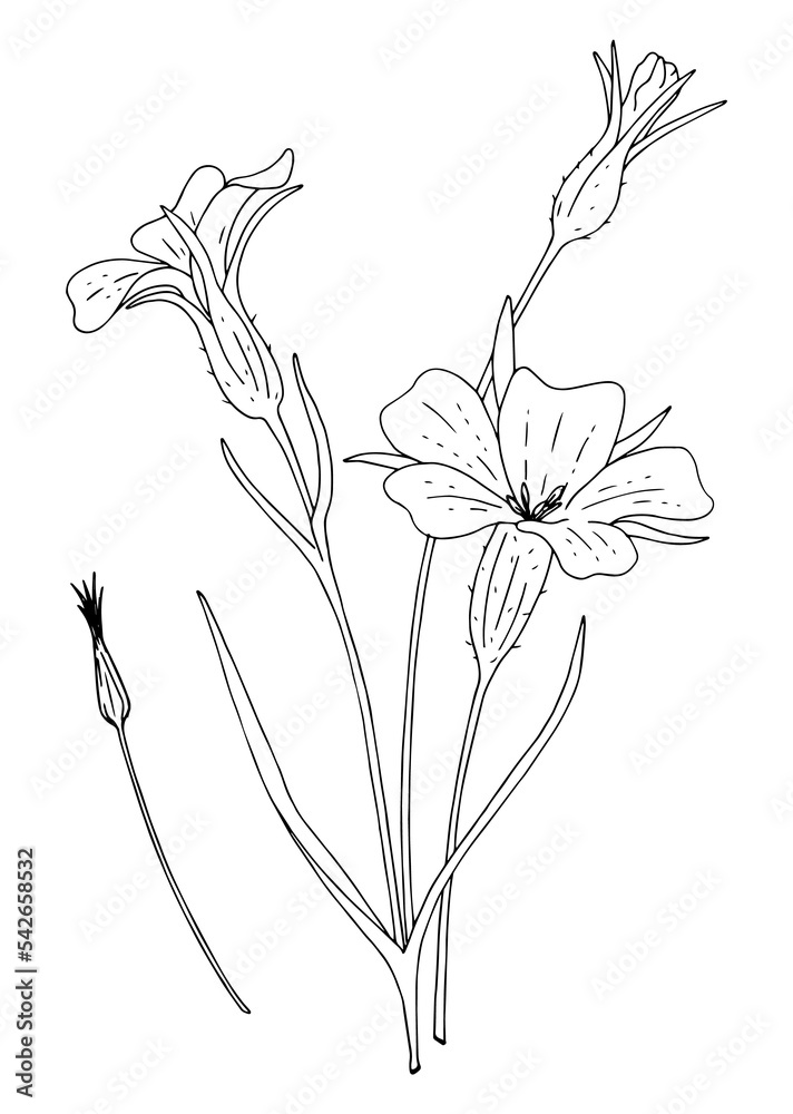 Hand drawn illustration of blooming herb. Sketch of flower from Israel ...