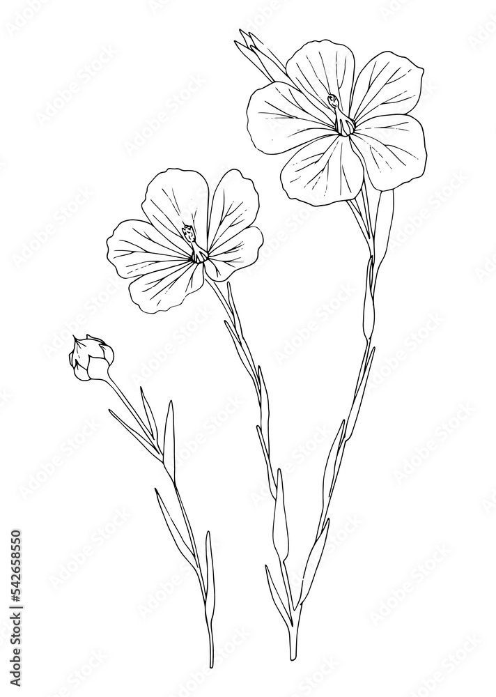 Hand drawn illustration of pale flax. Sketch of flower from Israel ...