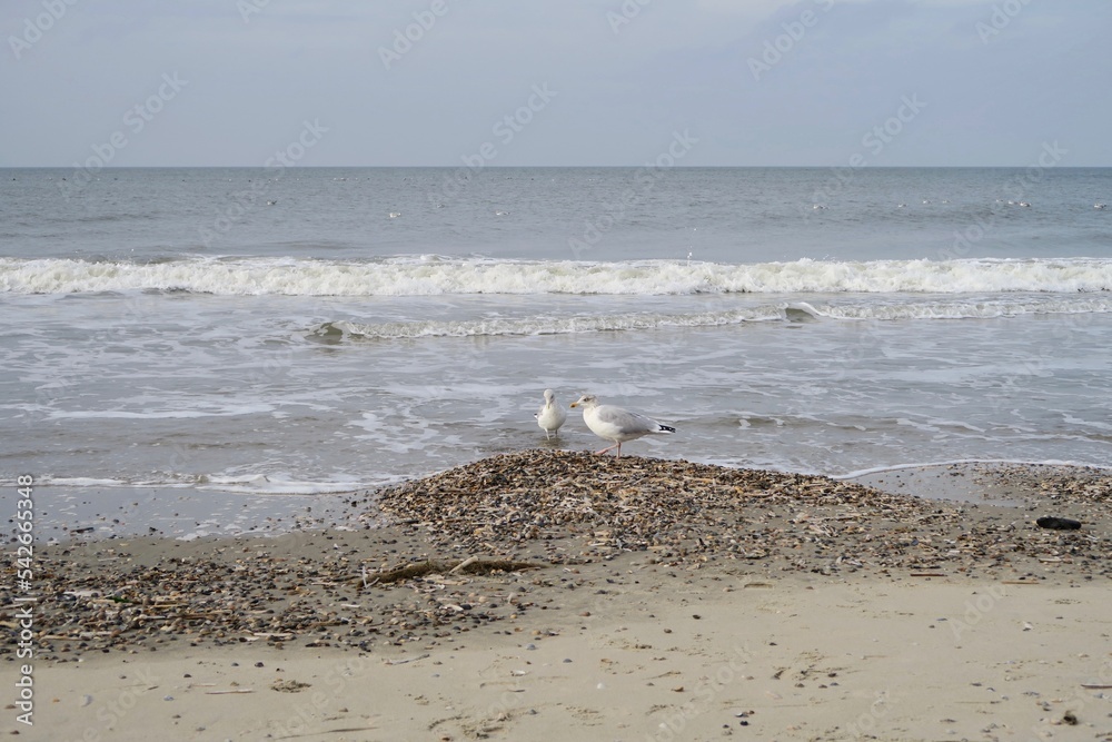 Foto de Zwei Möwen stehen am Strand der Nordseeinsel Baltrum bei ...
