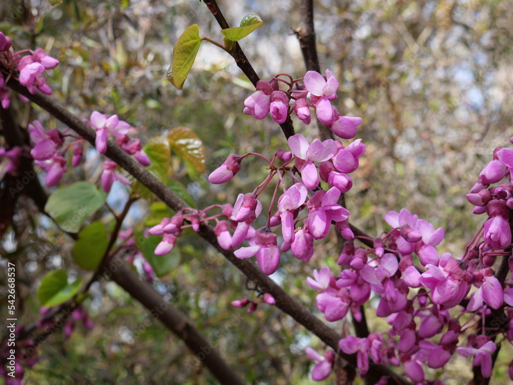 Cercis siliquastrum, commonly known as the Judas tree is a small ...