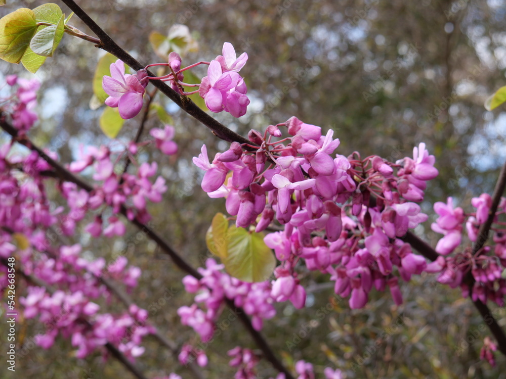 Cercis siliquastrum, commonly known as the Judas tree is a small ...