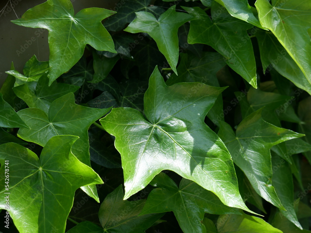 The Hedera helix commonly called Pittsburgh Ivy, English Ivy or just ...