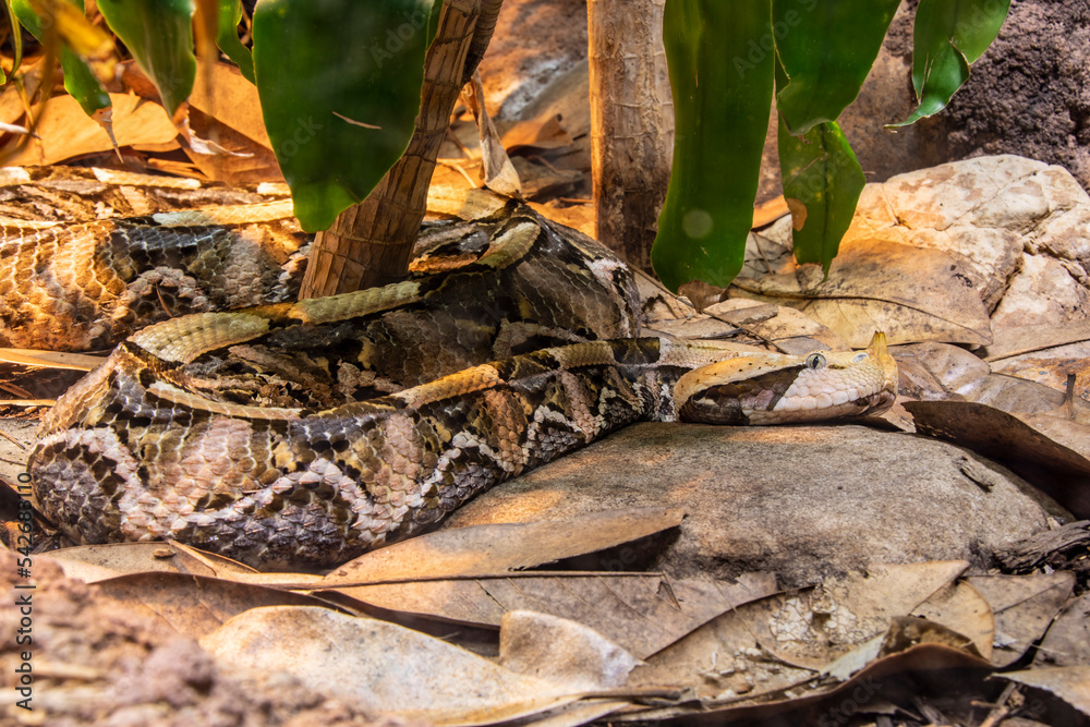 Foto de West African Gaboon viper (Bitis rhinoceros) is a viper species ...