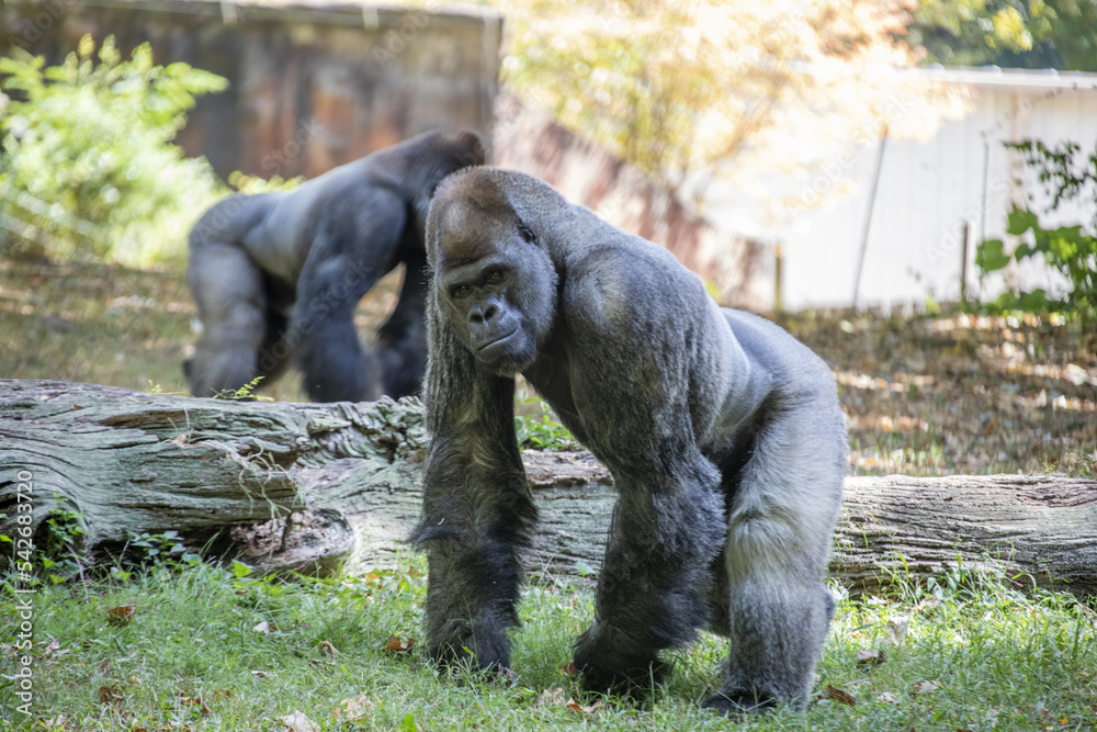 The western lowland gorilla from ZOO ATLANTA. It is one of two ...