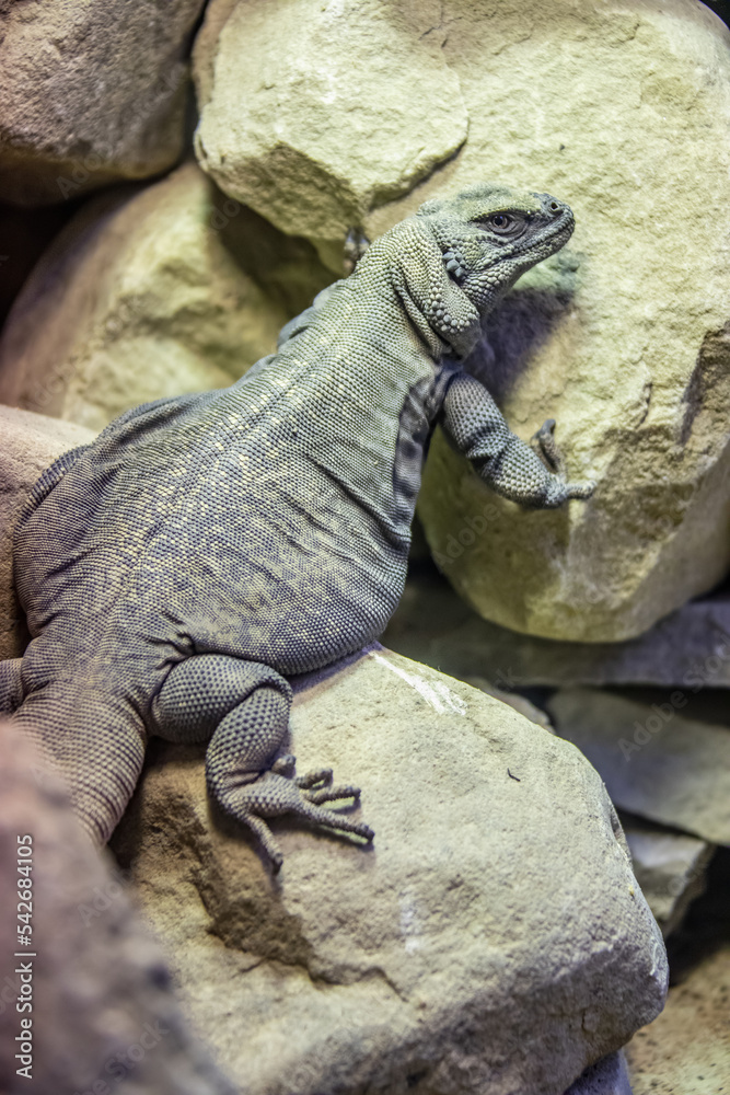 common chuckwalla (Sauromalus ater) is a species of lizard in the ...