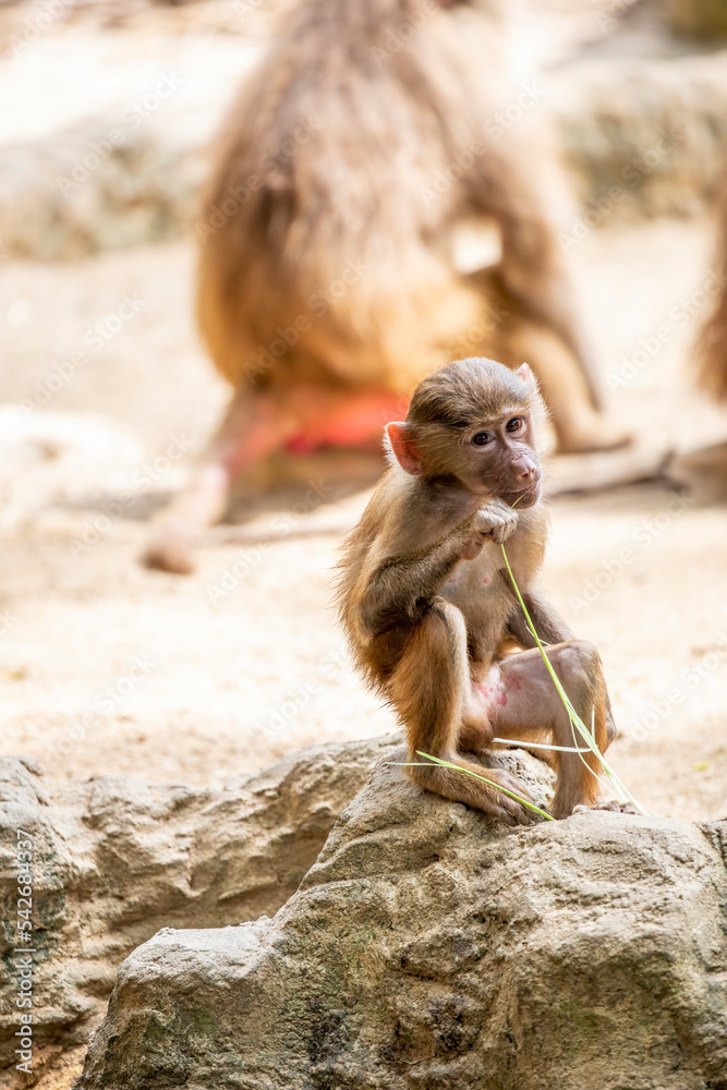 A young Hamadryas baboon (Papio hamadryas) is sitting on the rock. It ...