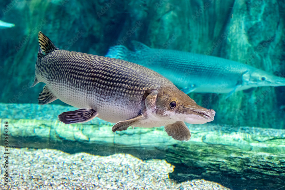 An Alligator gar(Atractosteus spatula) in water Dec 27th 2018 ...