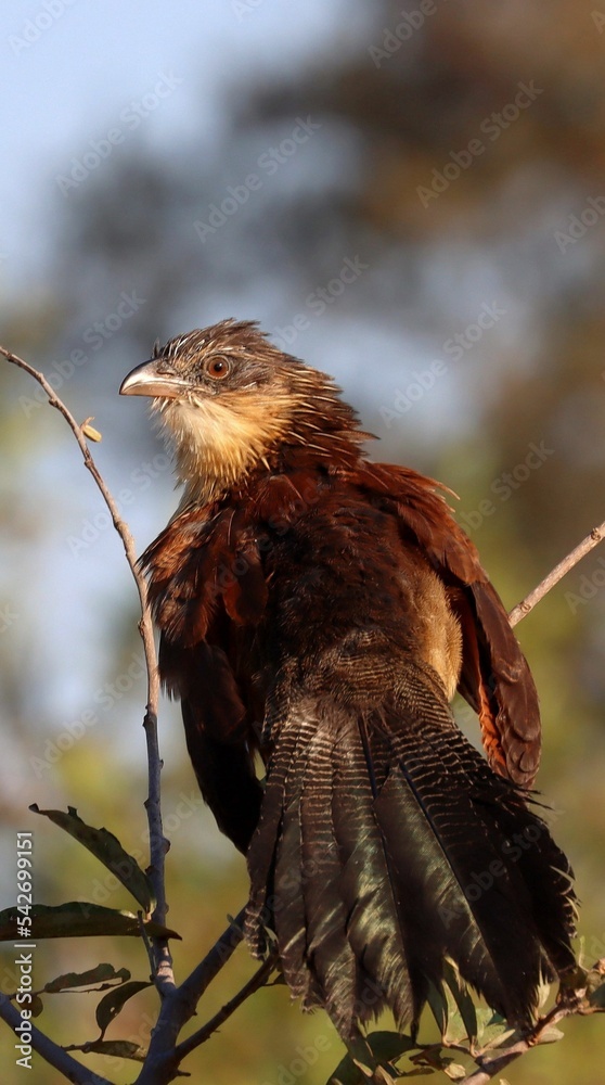 Vertical shot of a white-browed coucal sitting on a branch on an ...