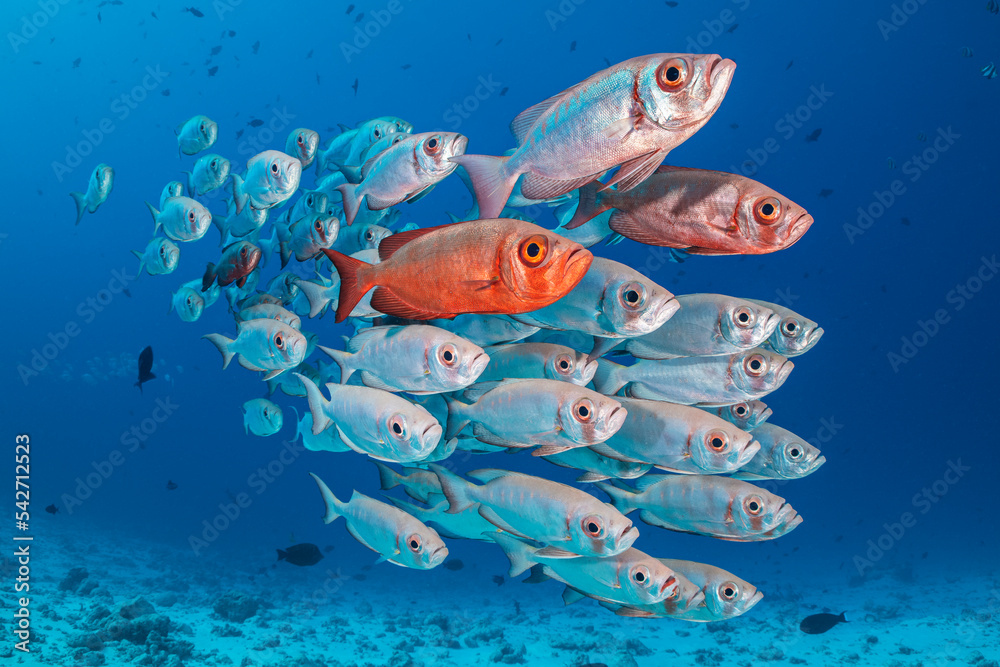 A school of Crescent-tail bigeye (Priacanthus hamrur) on a coral reef ...