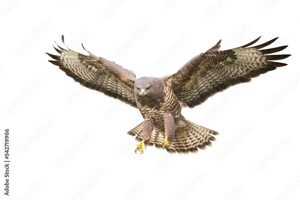 Birds of prey - Common buzzard Buteo buteo, hawk bird, predatory bird ...