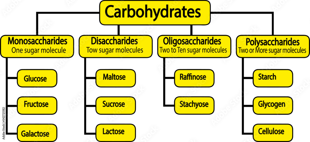 Types of carbohydrates. Carbohydrates And Their Types. Vector ...