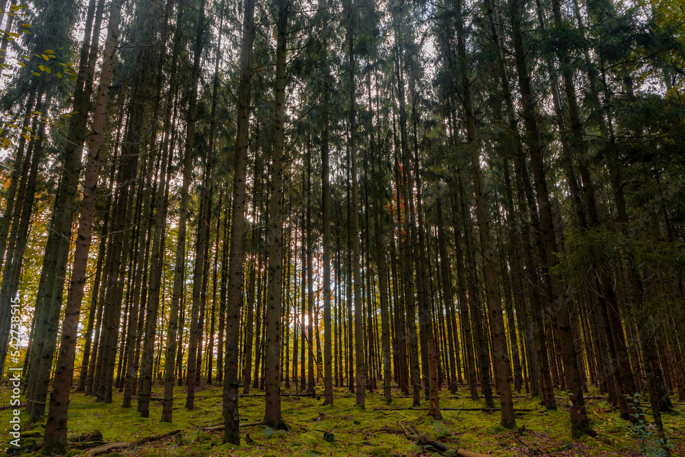 Landscape view of tree trunks in the wood with warm sunlight, A pine is ...