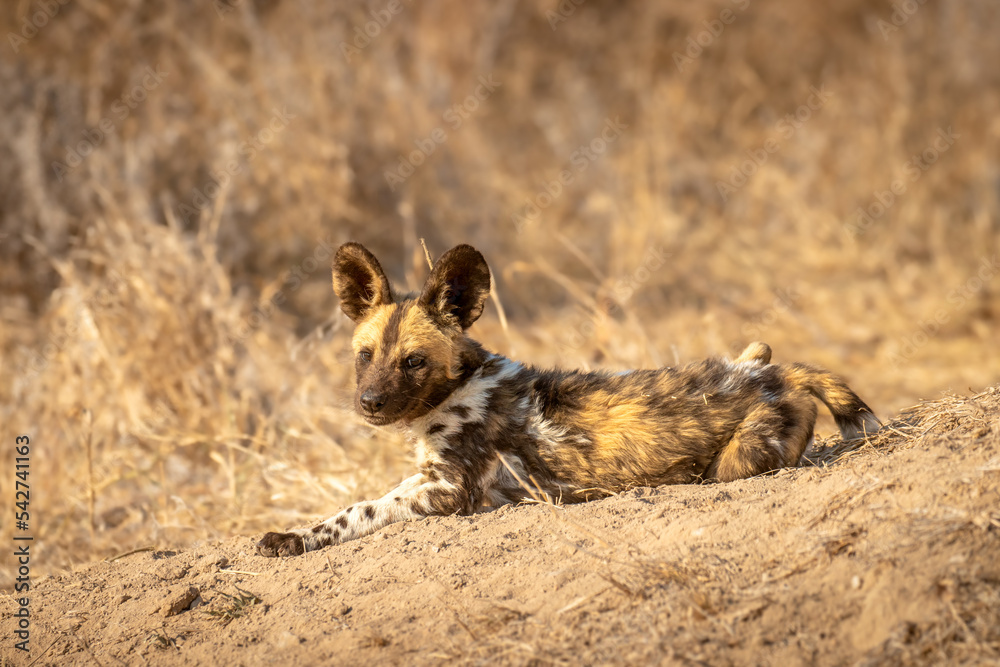 African wild dog pup ( Lycaon Pictus) in the morning sun, Timbavati ...
