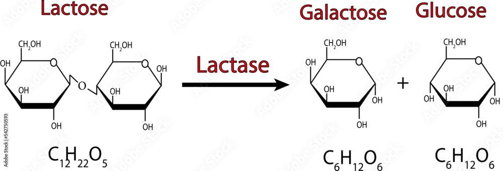 Lactase Enzyme Structure