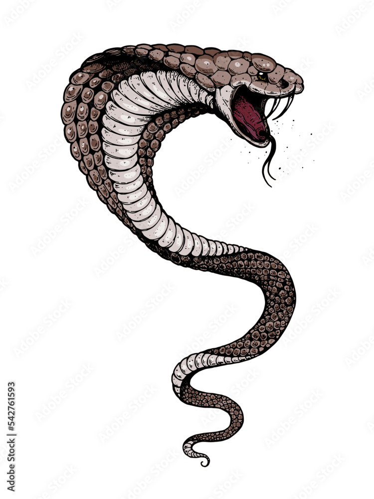 Cobra snake hand drawn illustration. Tattoo vintage print. Hand drawn ...