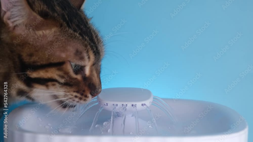 Close-up. The cat drinks water from the animal drinking fountain. Good ...
