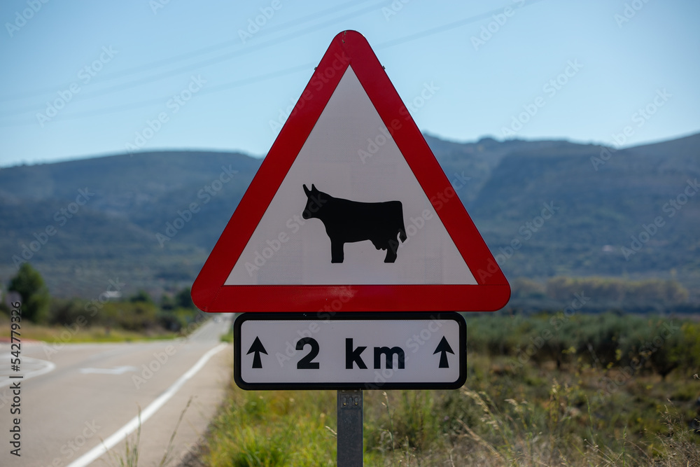 Road Sign: Attention Cows in the next 2km Stock-Foto | Adobe Stock