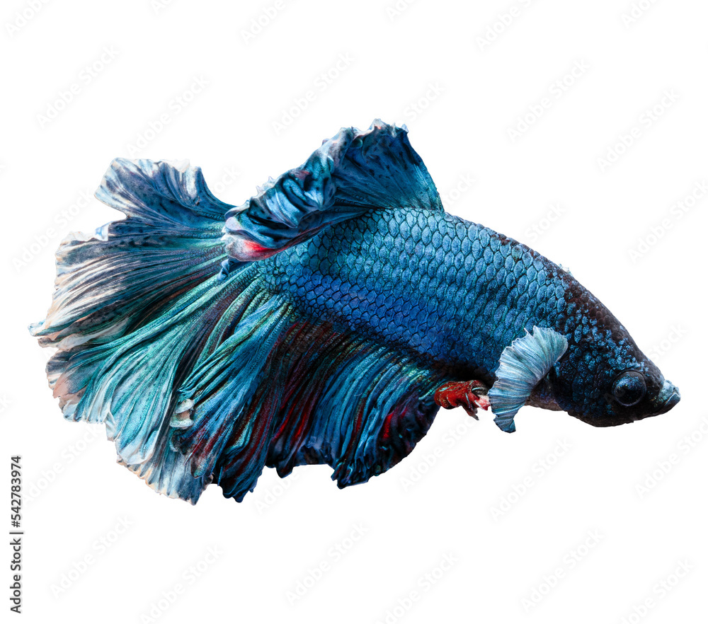 Blue Siamese fighting fish Isolated on Transparent Background PNG Stock ...