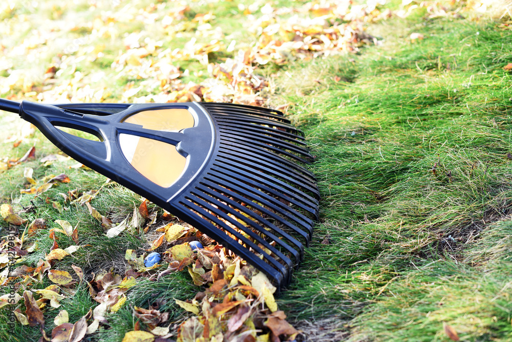 Rake with fallen leaves at autumn. Gardening during fall season ...